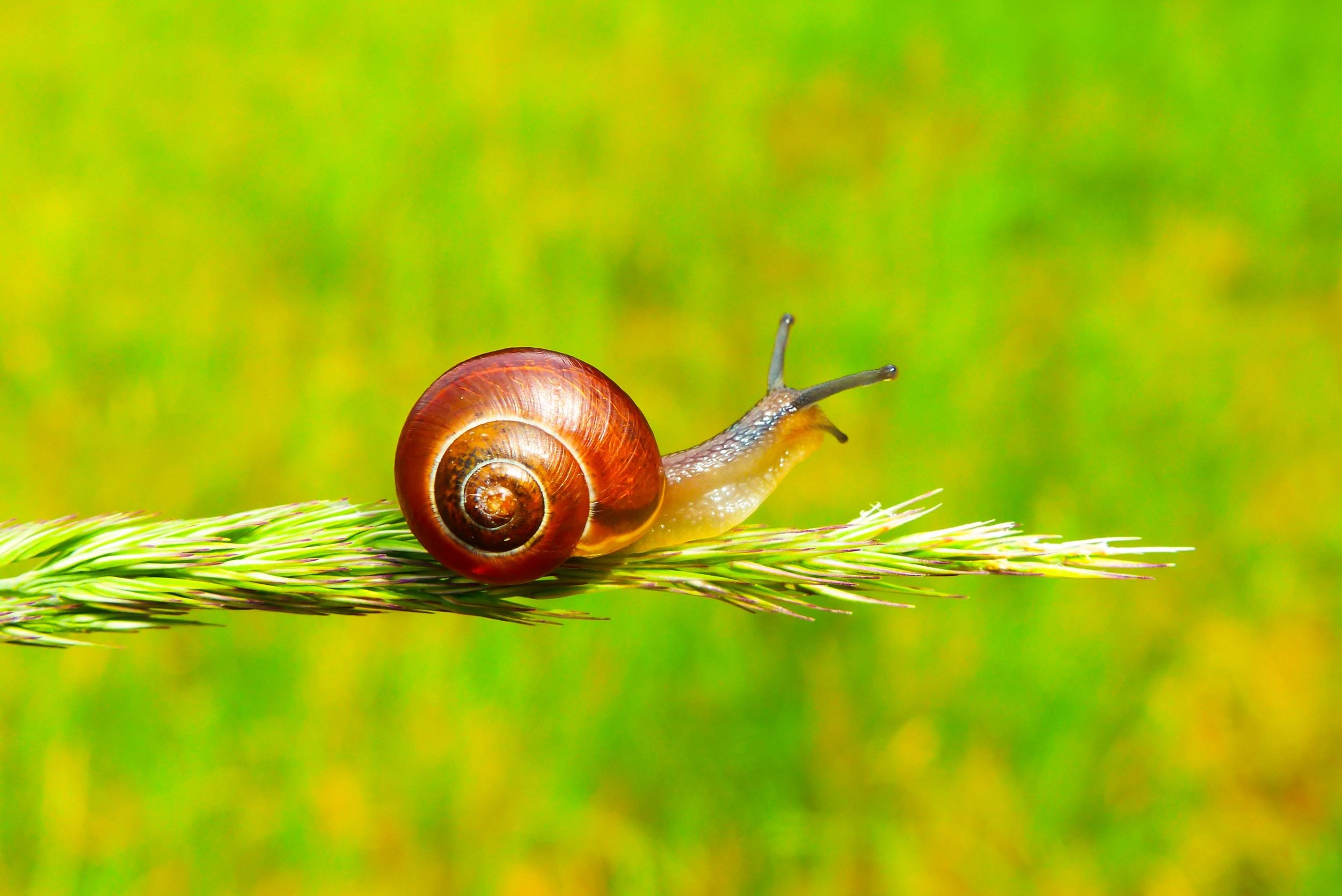 Ricetta Lumache alla Bourguignonne - Escargot - Puglia-Farm