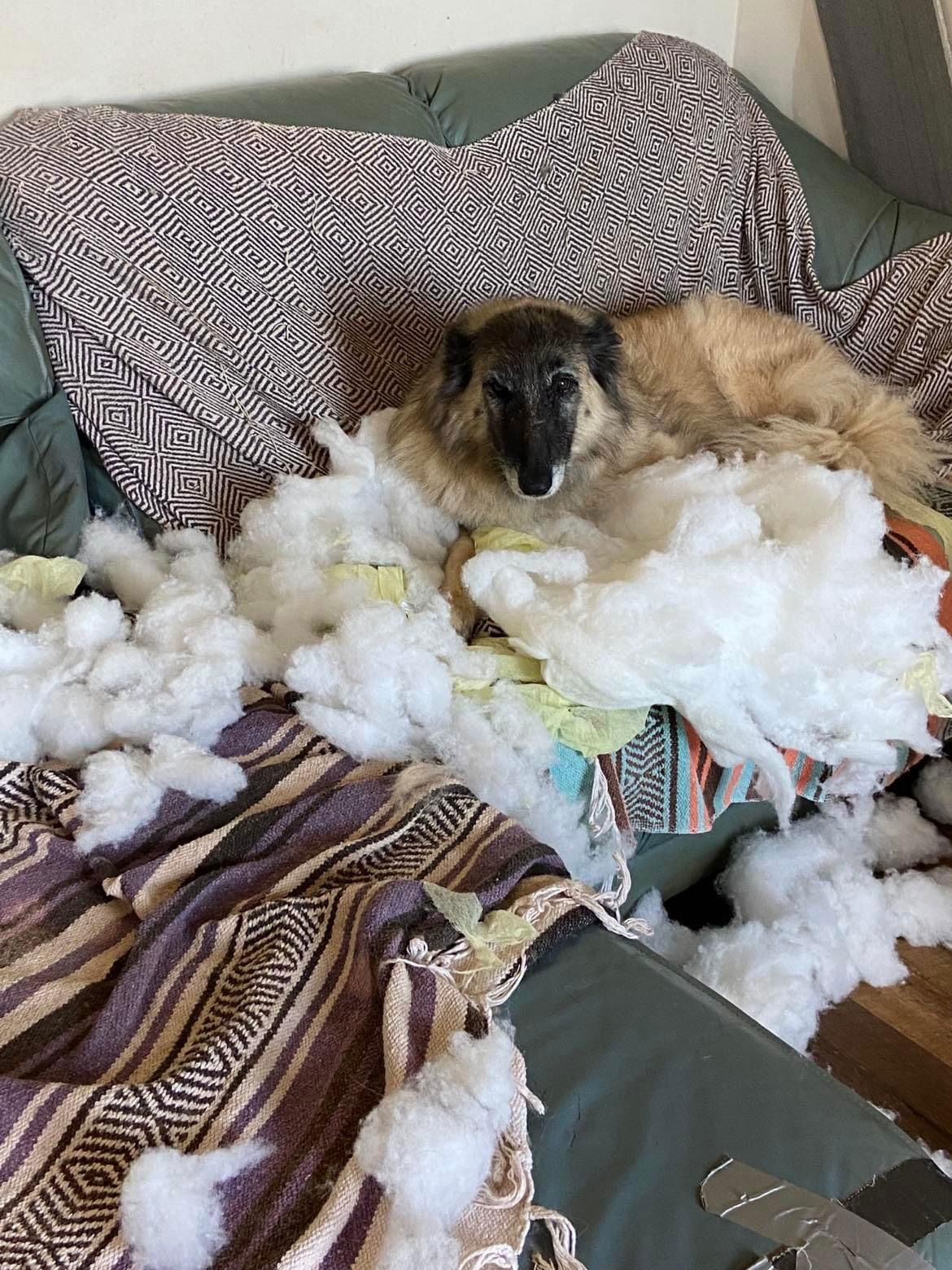 BELGIAN CHARACTER - aftershockbelgian.com