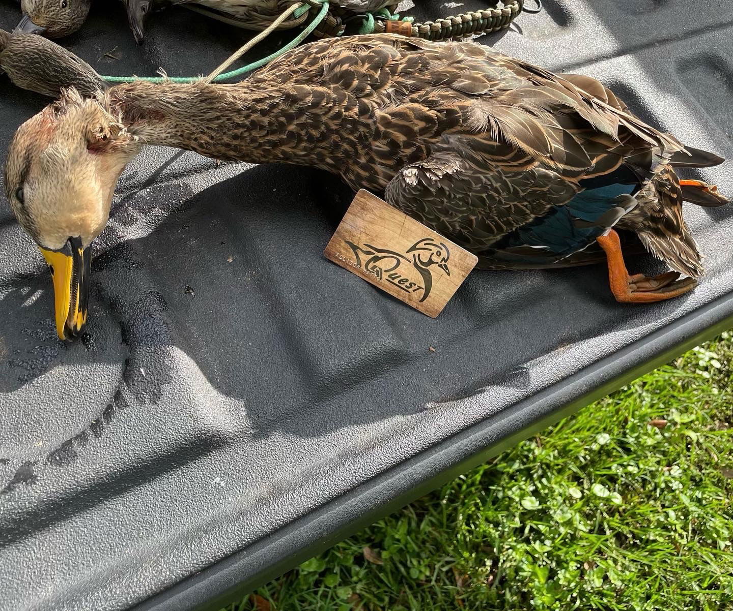 ALLISON MATTOX (SGU) - DEEP CREEK WATERFOWLERS
