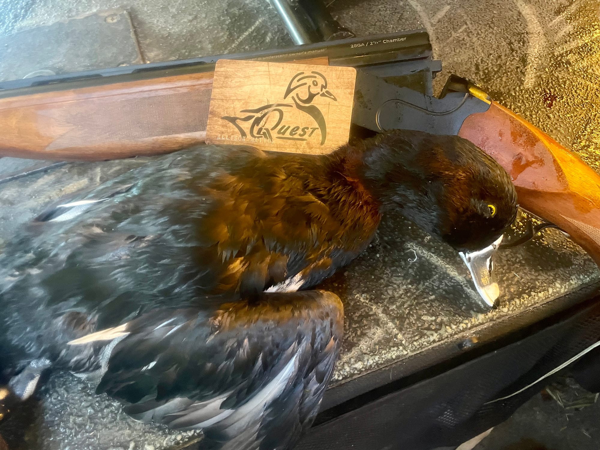 ALLISON MATTOX (SGU) - DEEP CREEK WATERFOWLERS