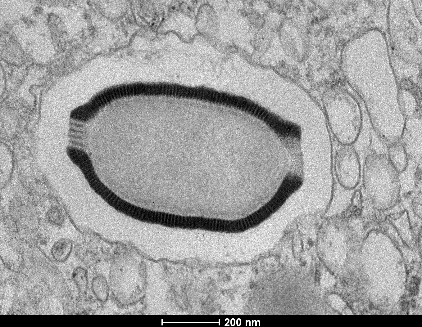 Virus goes viral kit - QR code images - The Giant Viruses Study Group ...