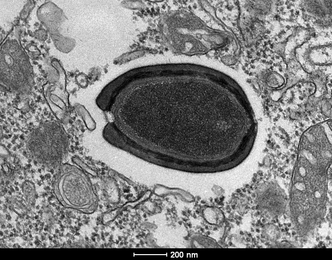 Virus goes viral kit - QR code images - The Giant Viruses Study Group ...