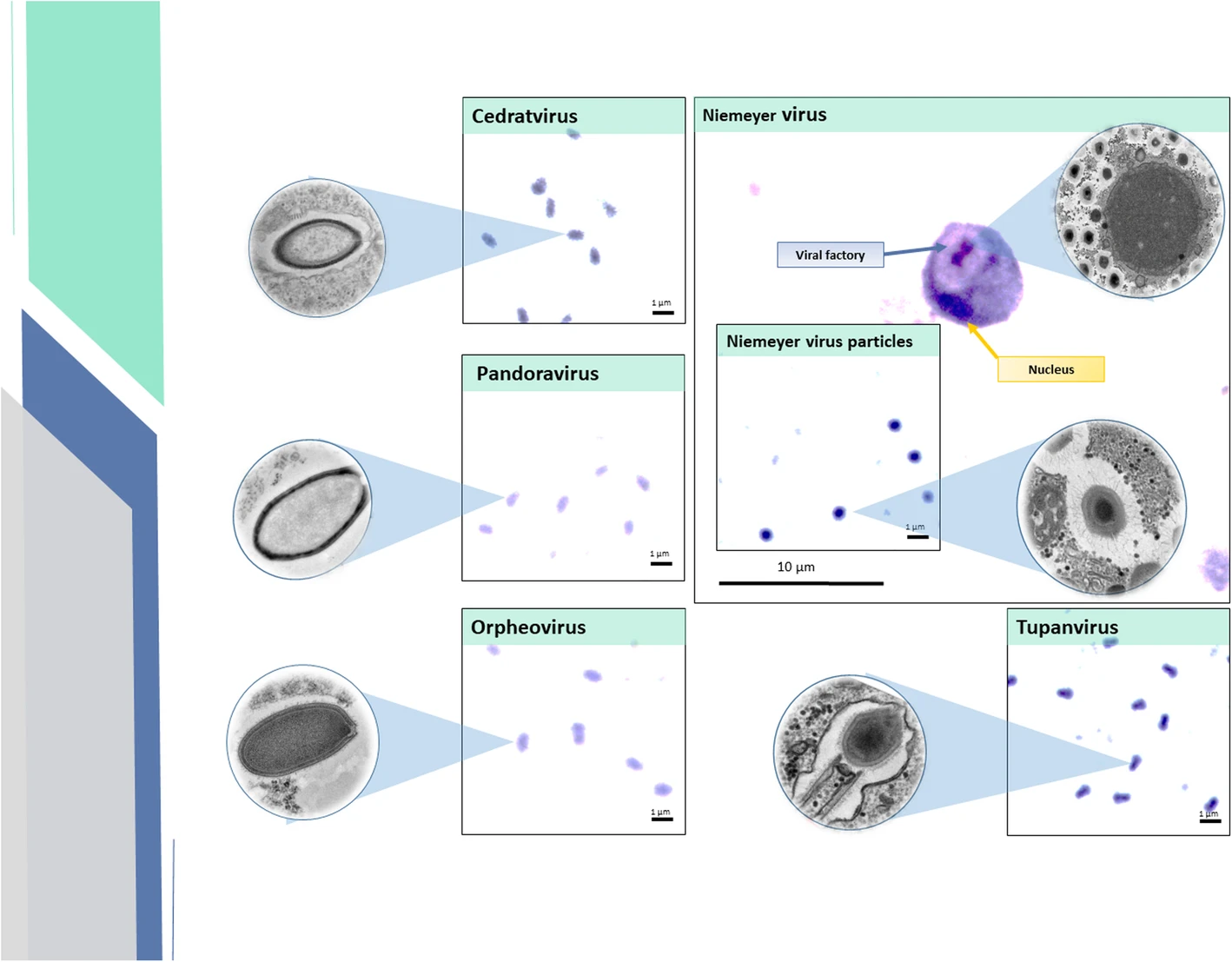 Virus goes viral kit - QR code images - The Giant Viruses Study Group ...