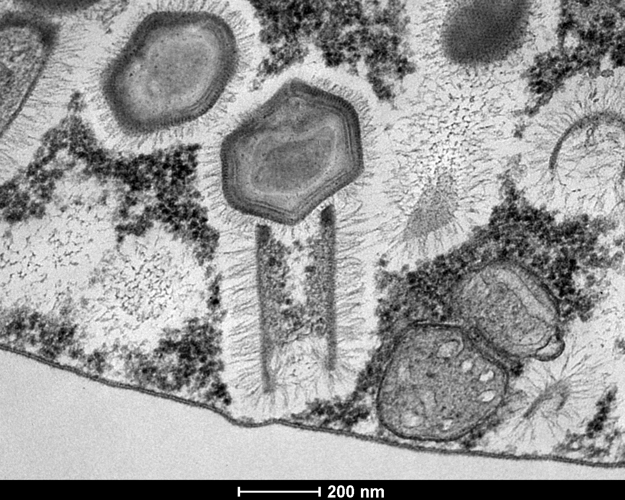 Virus goes viral kit - QR code images - The Giant Viruses Study Group ...