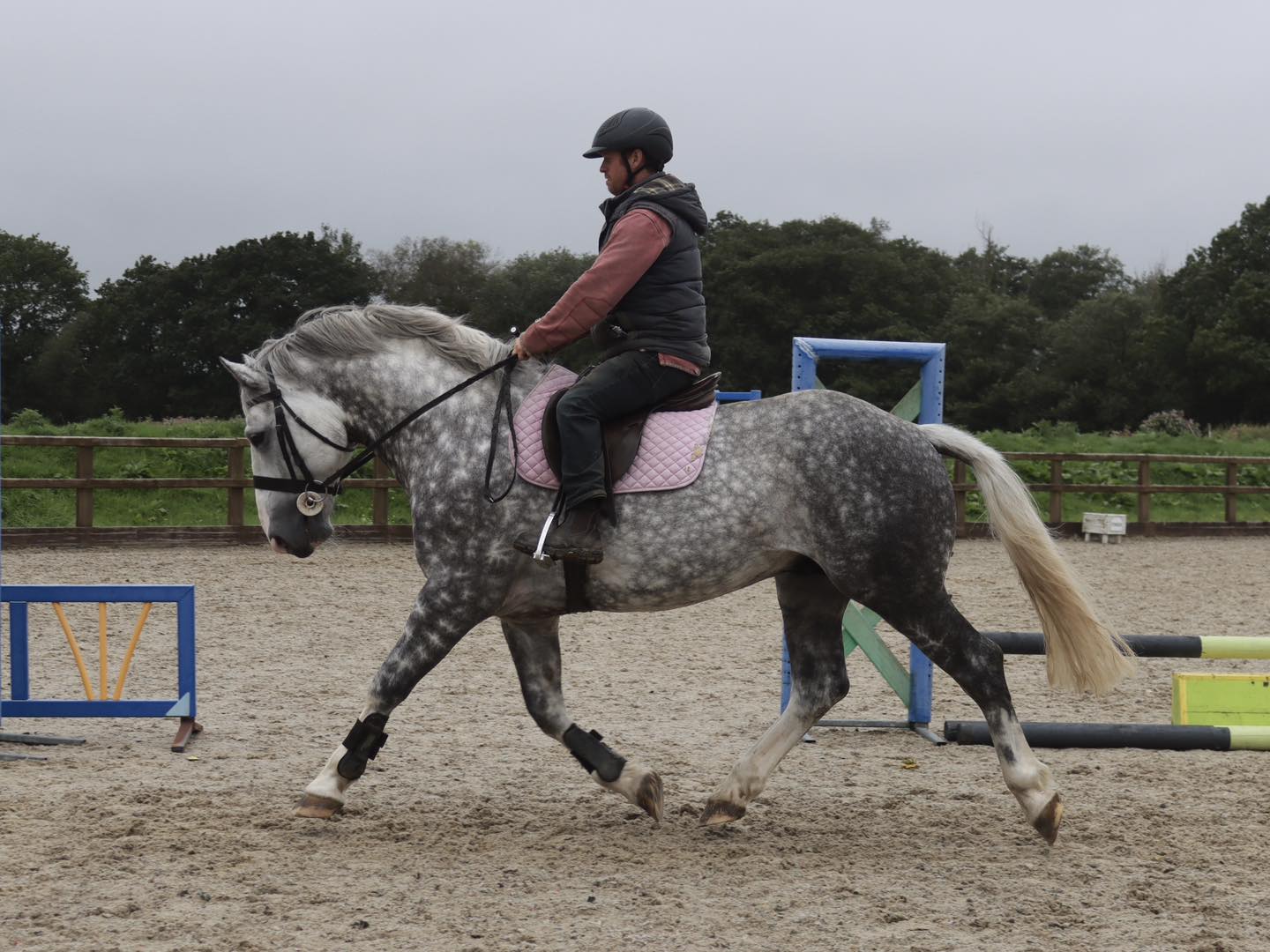 Greylands Billy the Kid Irish Draught Stallion at stud