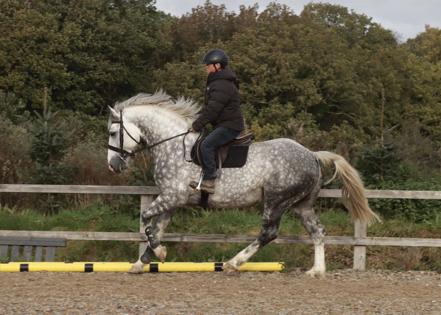 Greylands Billy the Kid Irish Draught Stallion at stud