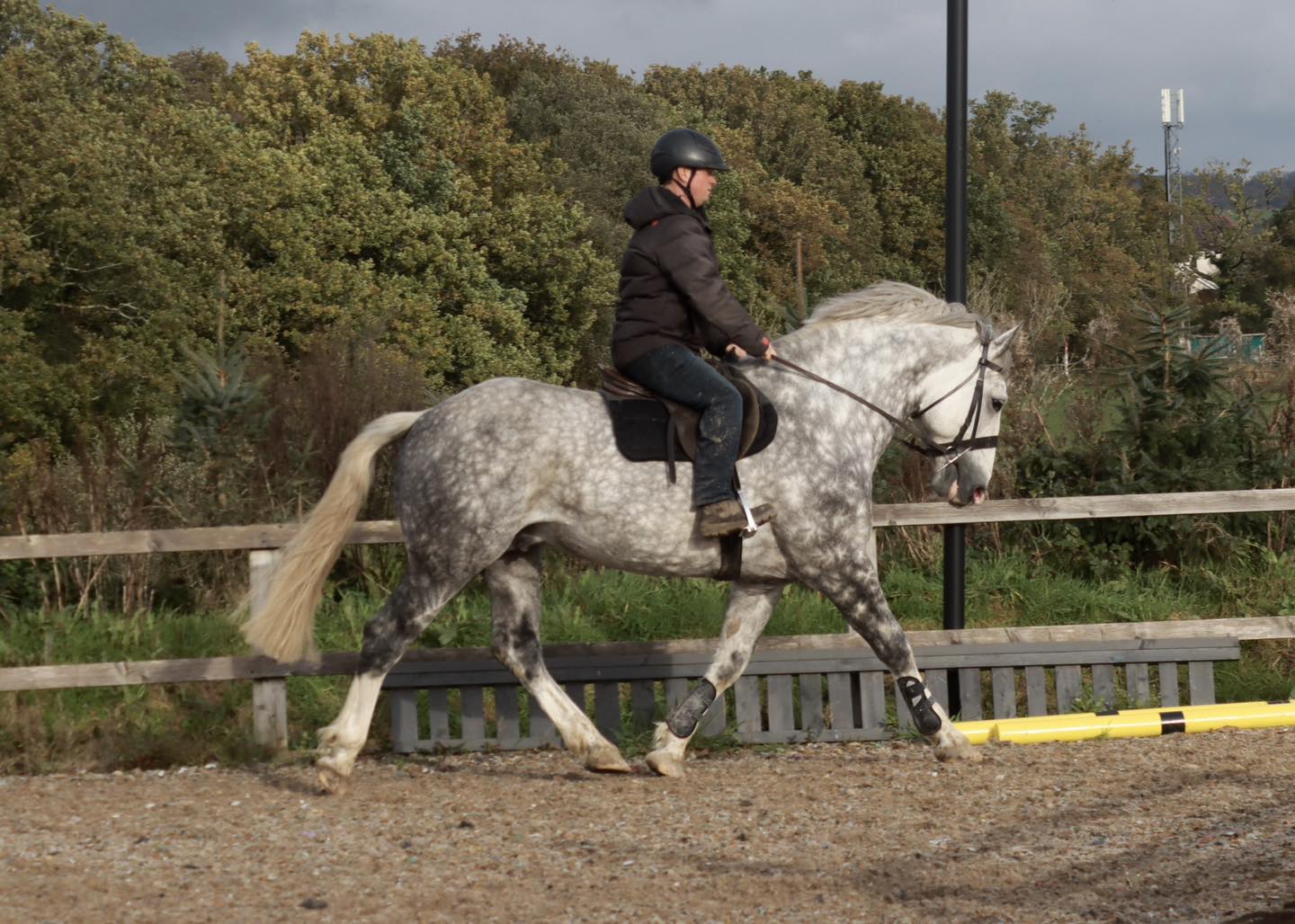 Greylands Billy the Kid Irish Draught Stallion at stud