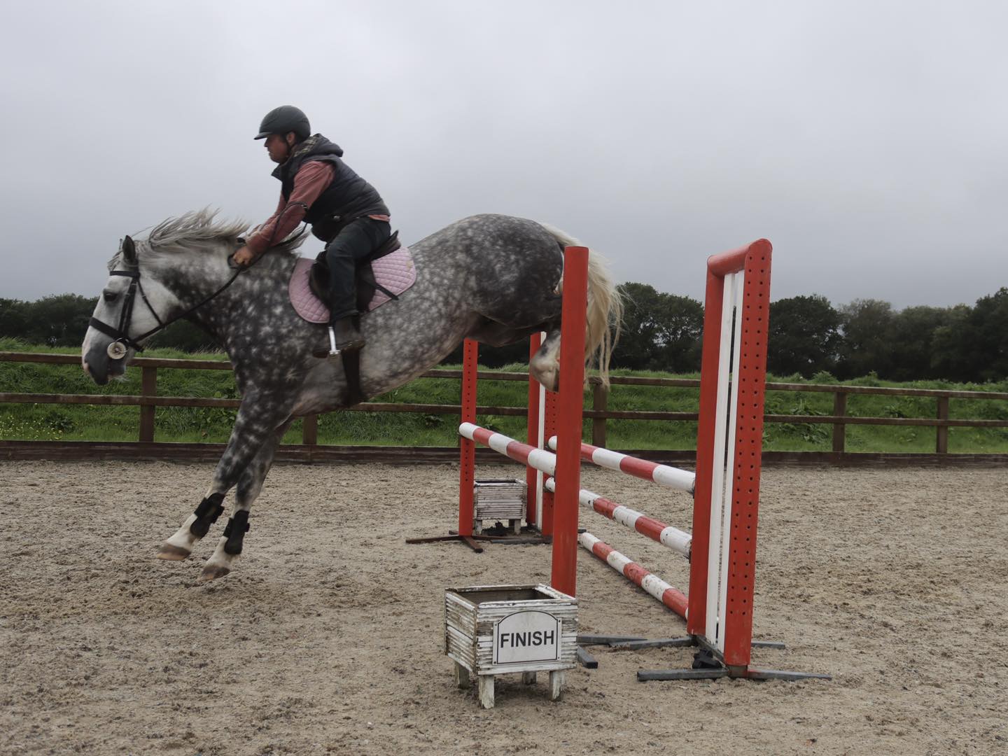 Greylands Billy the Kid Irish Draught Stallion at stud