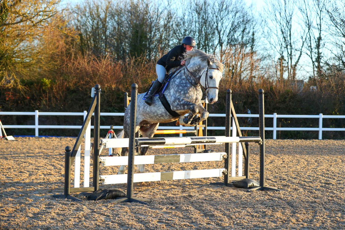 Greylands Billy the Kid Irish Draught Stallion at stud