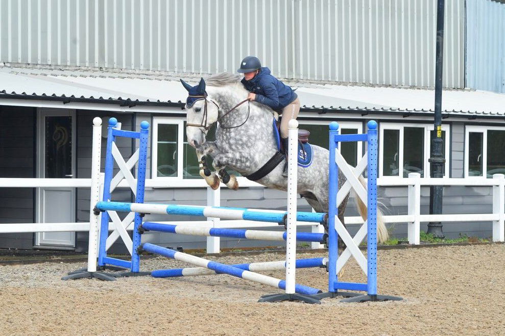 Greylands Billy the Kid Irish Draught Stallion at stud