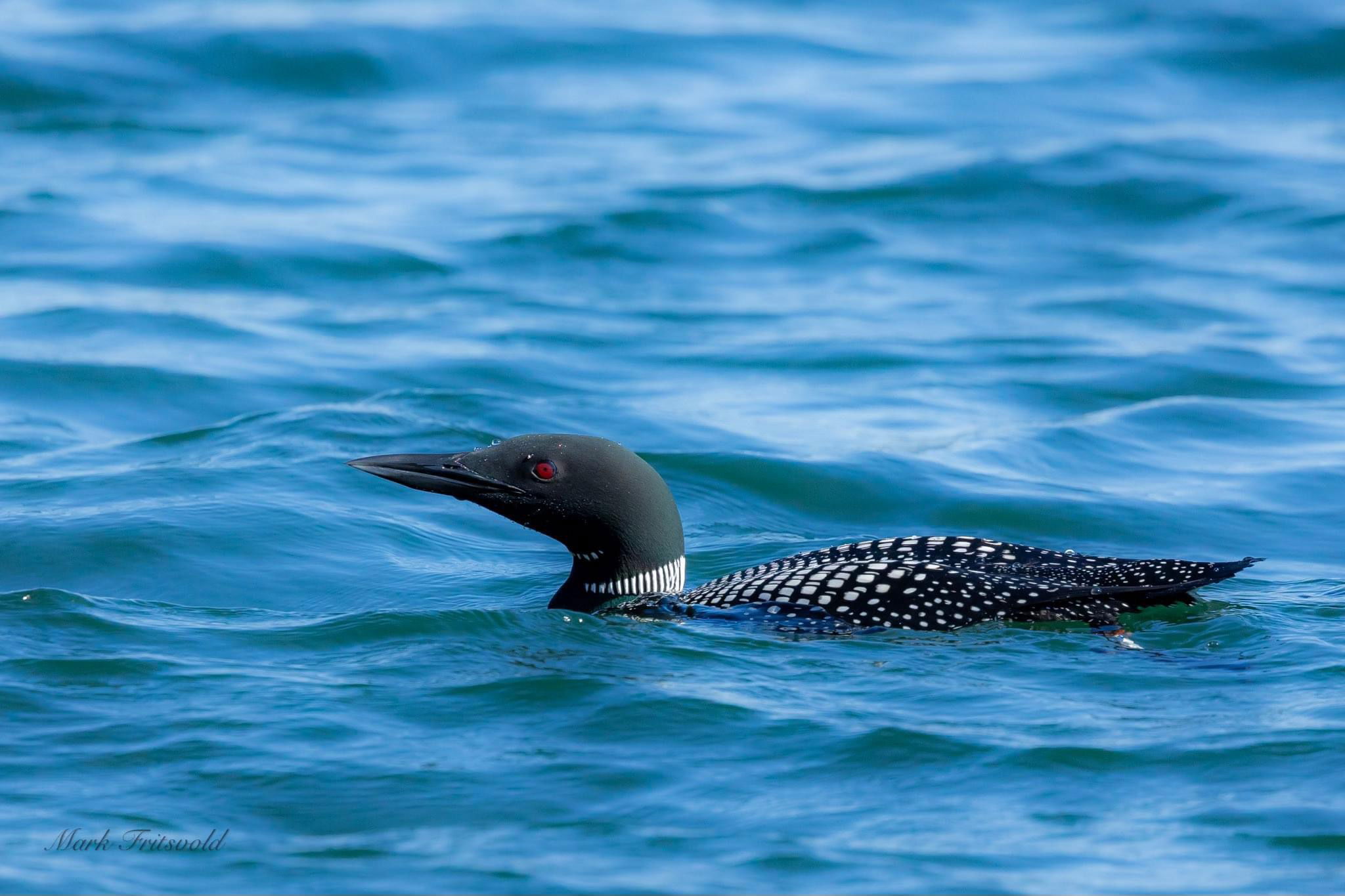 2024 Loon Nest Platform Launched - Adney Lake Association, Crow Wing County