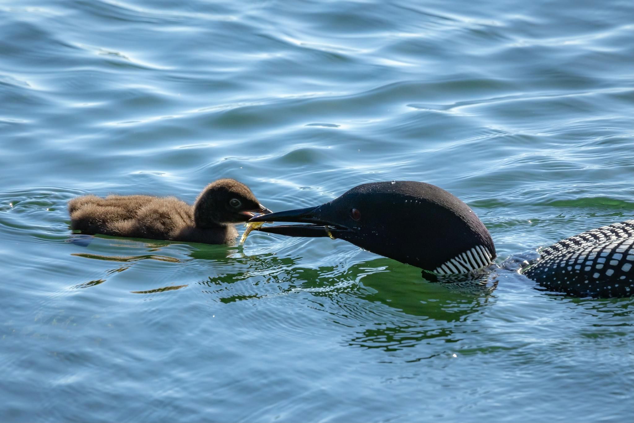 2024 Loon Report - Adney Lake Association, Crow Wing County