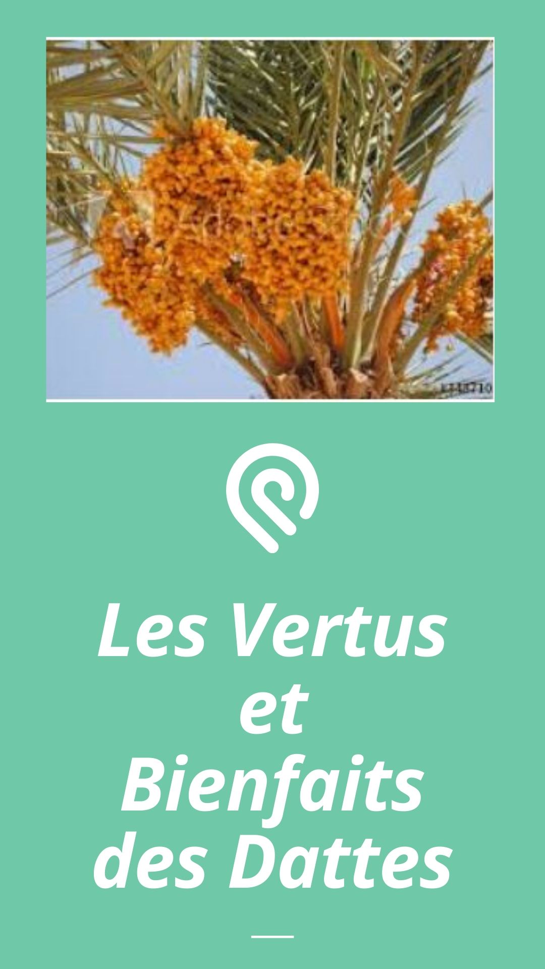 LES VERTUS ET BIENFAITS DES DATTES - Evy-R Réflexologue