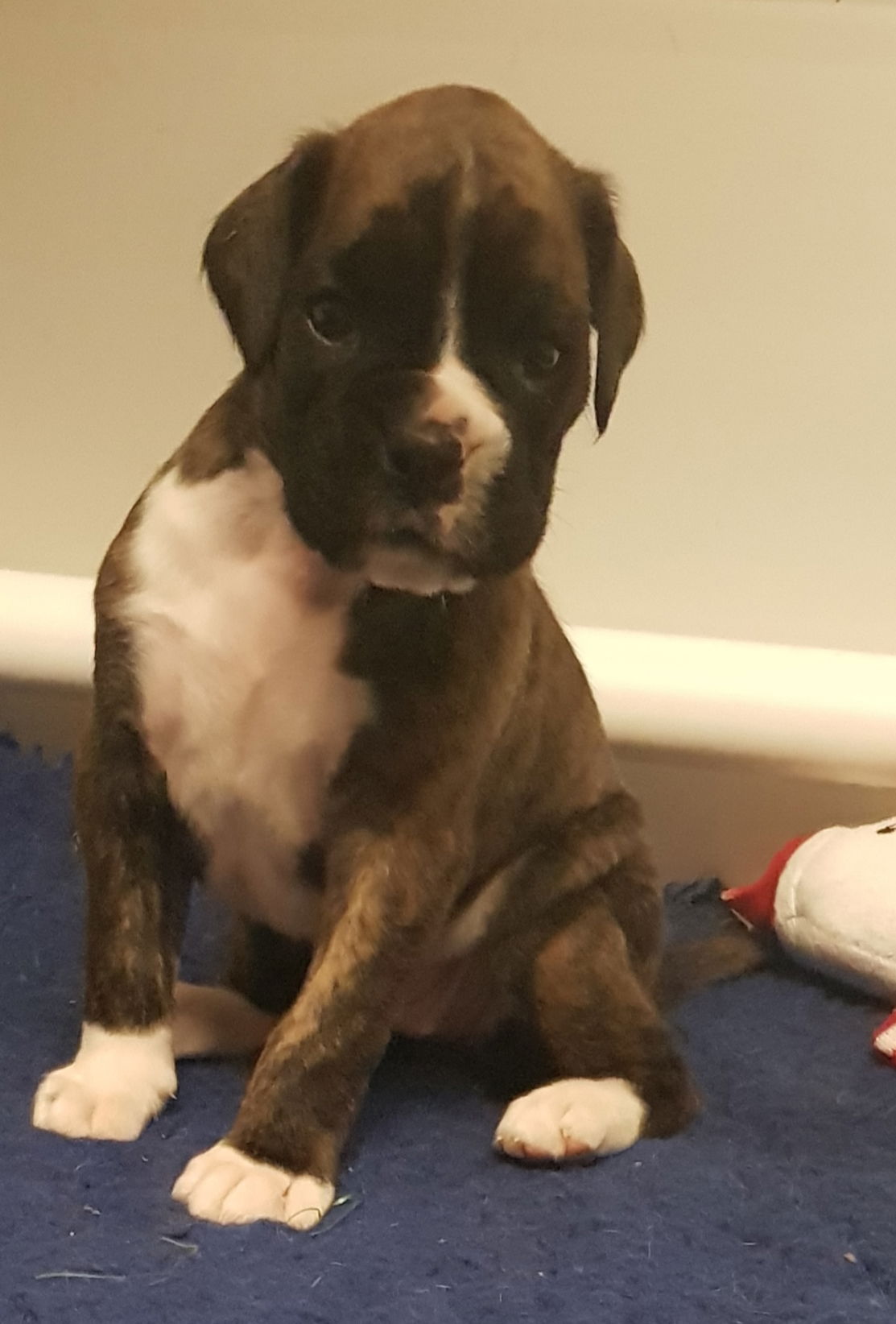 We are still building our site - Manorbred Boxers