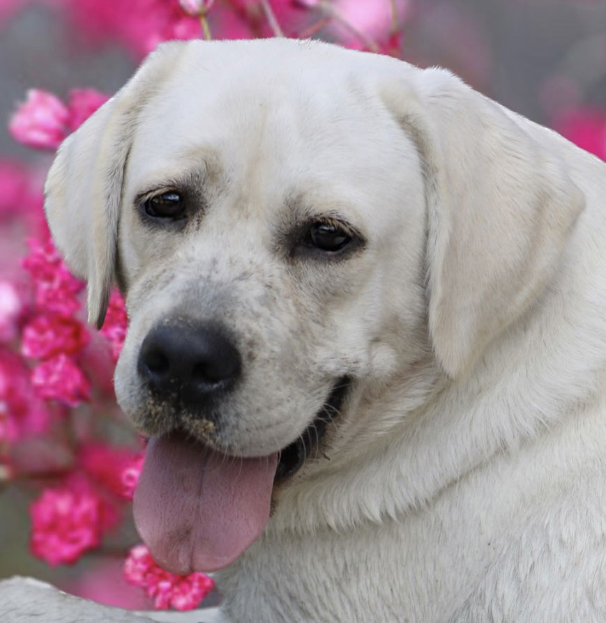 Available Puppies - Penny Lane Labradors