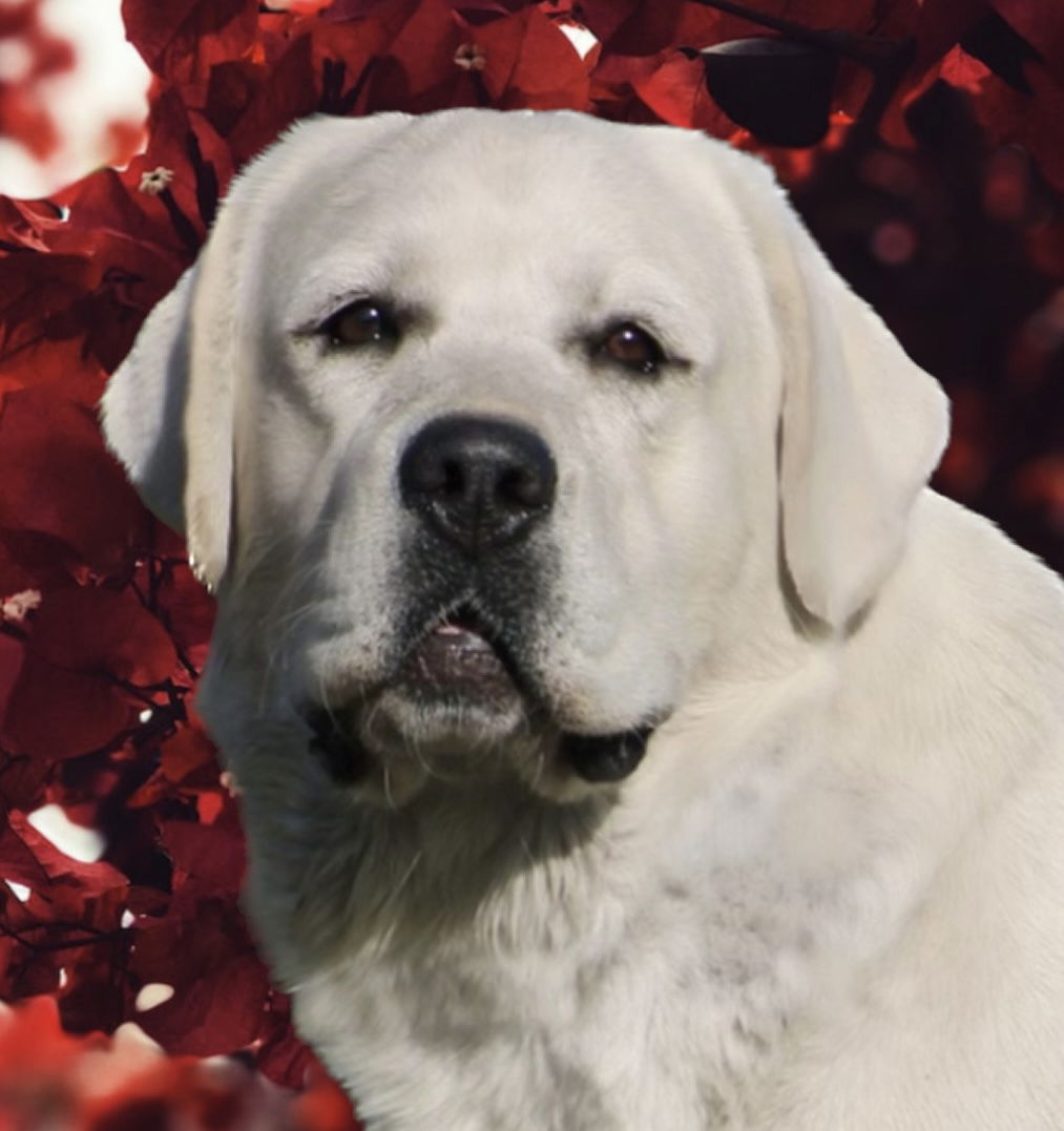 Available Puppies - Penny Lane Labradors