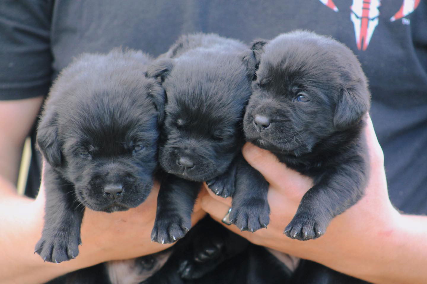 Available Puppies - Penny Lane Labradors