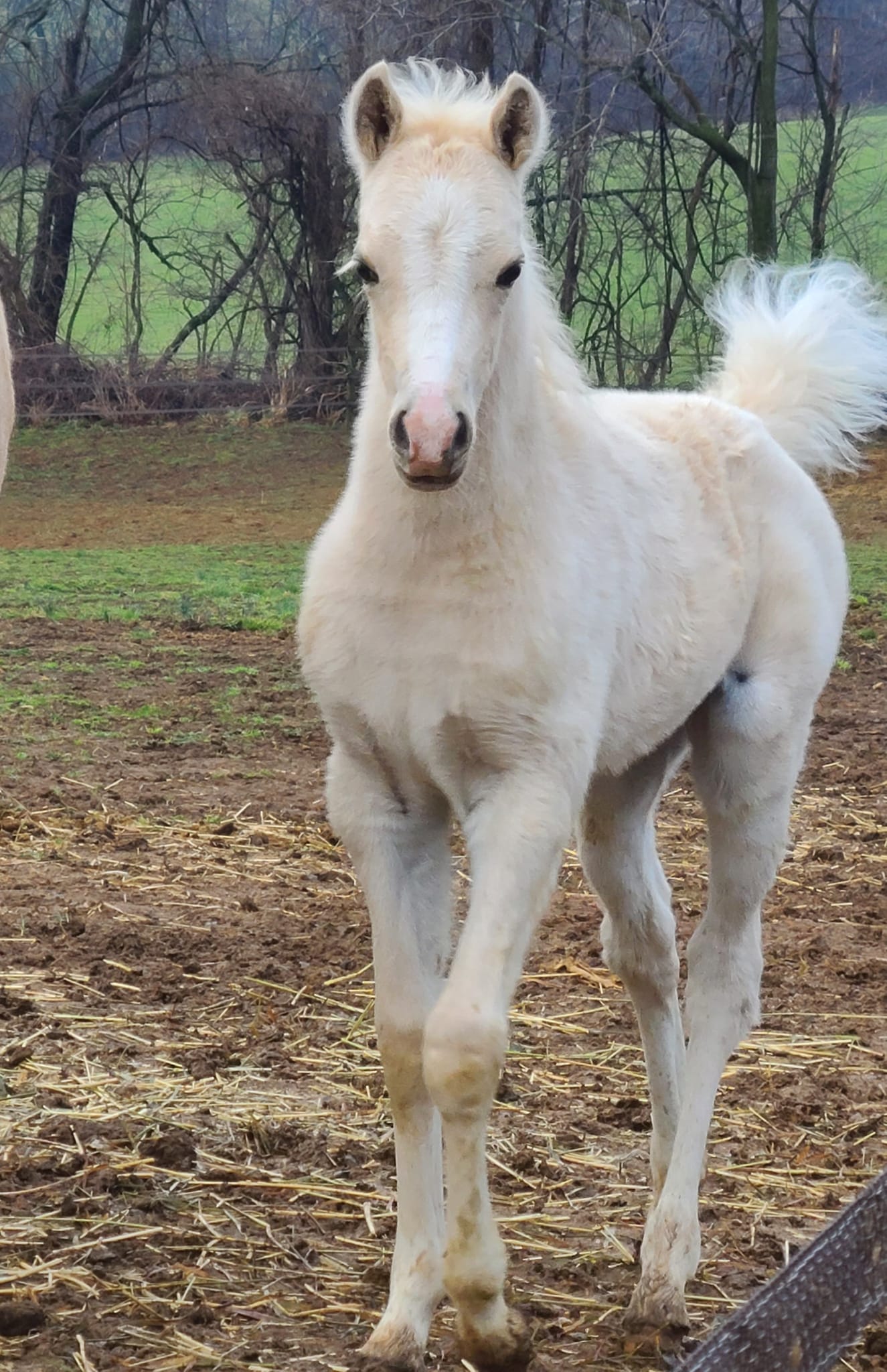 Boston Run - Maye Show Ponies