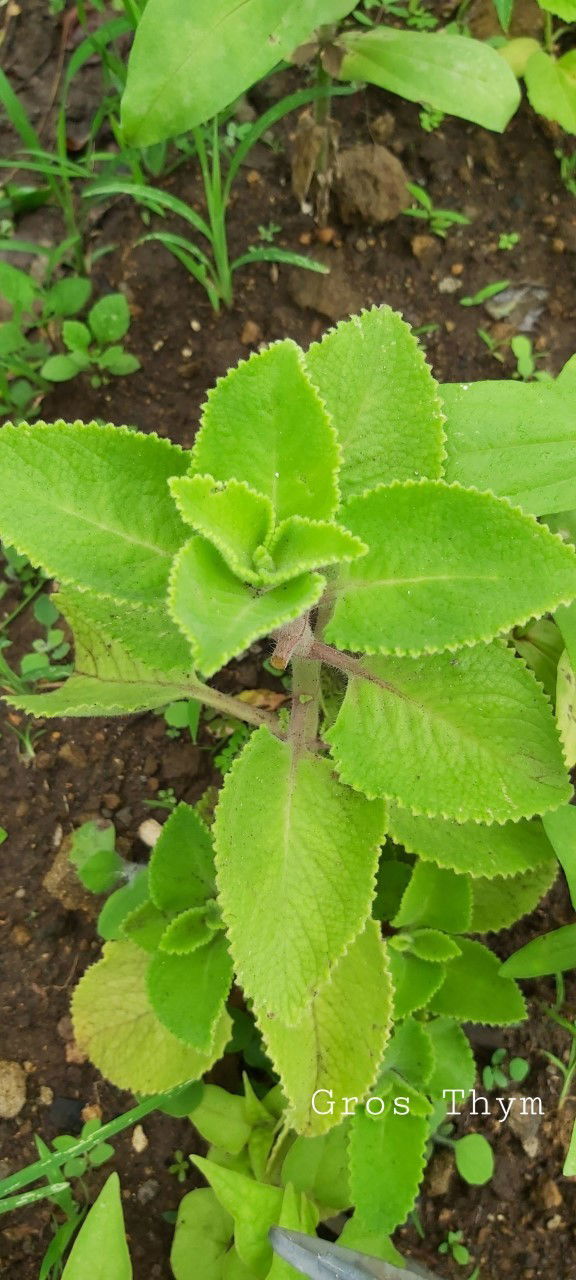 Mon jardin créole - Simnatura