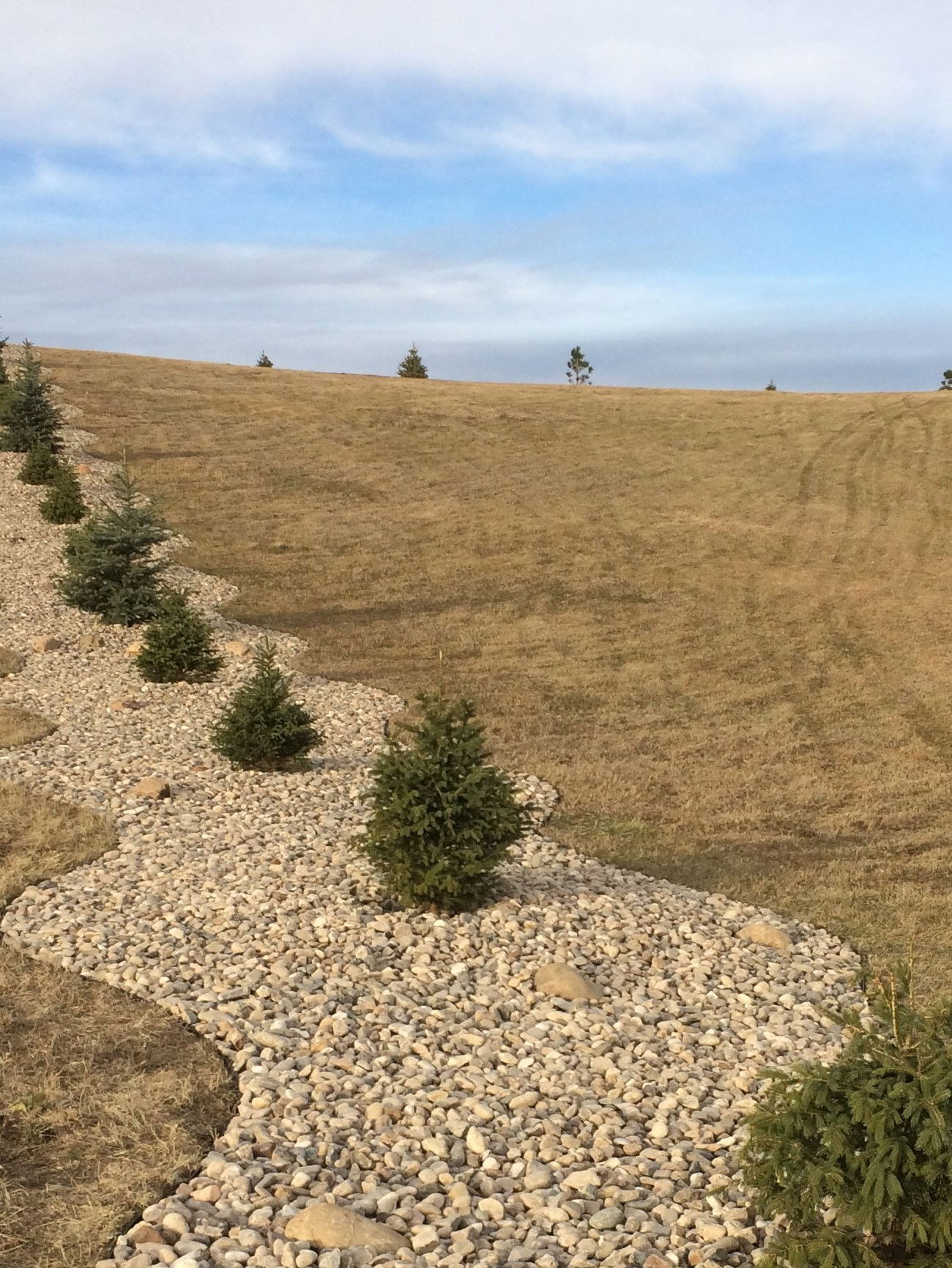 Trees & Shrubs - Rock-Mount Landscaping