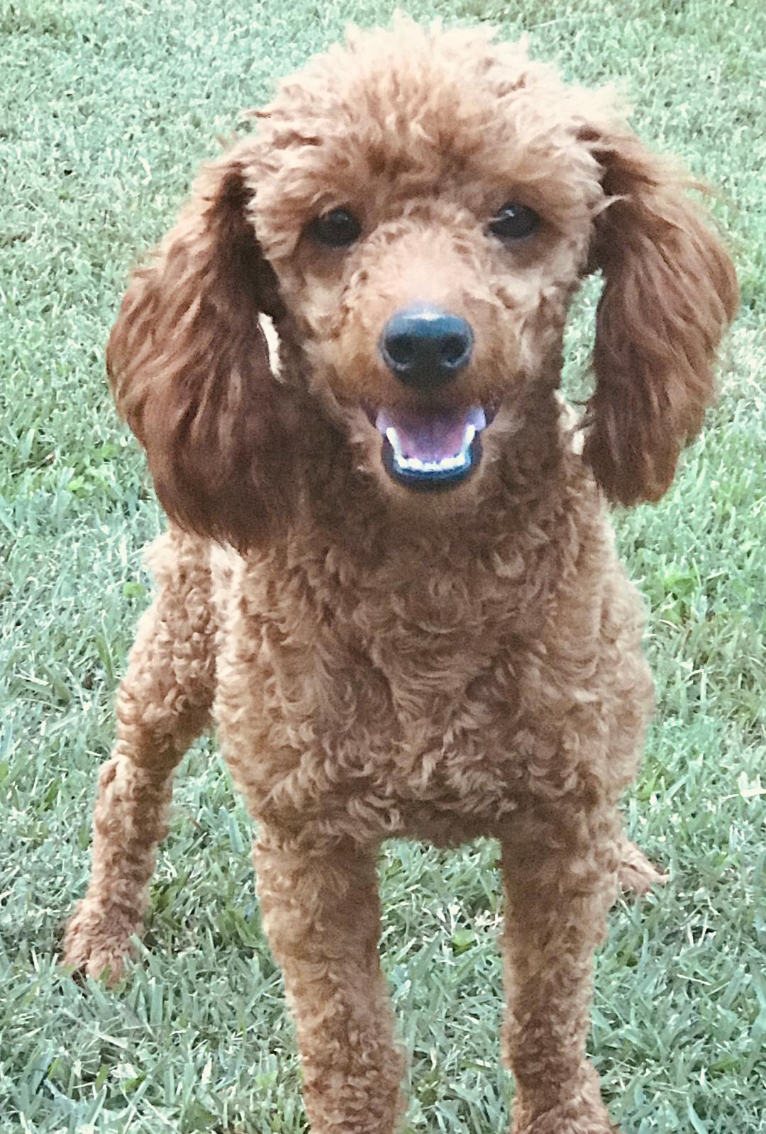 Upcoming Cockapoo Puppies/Litters @ Attala County Cockapoos, MS