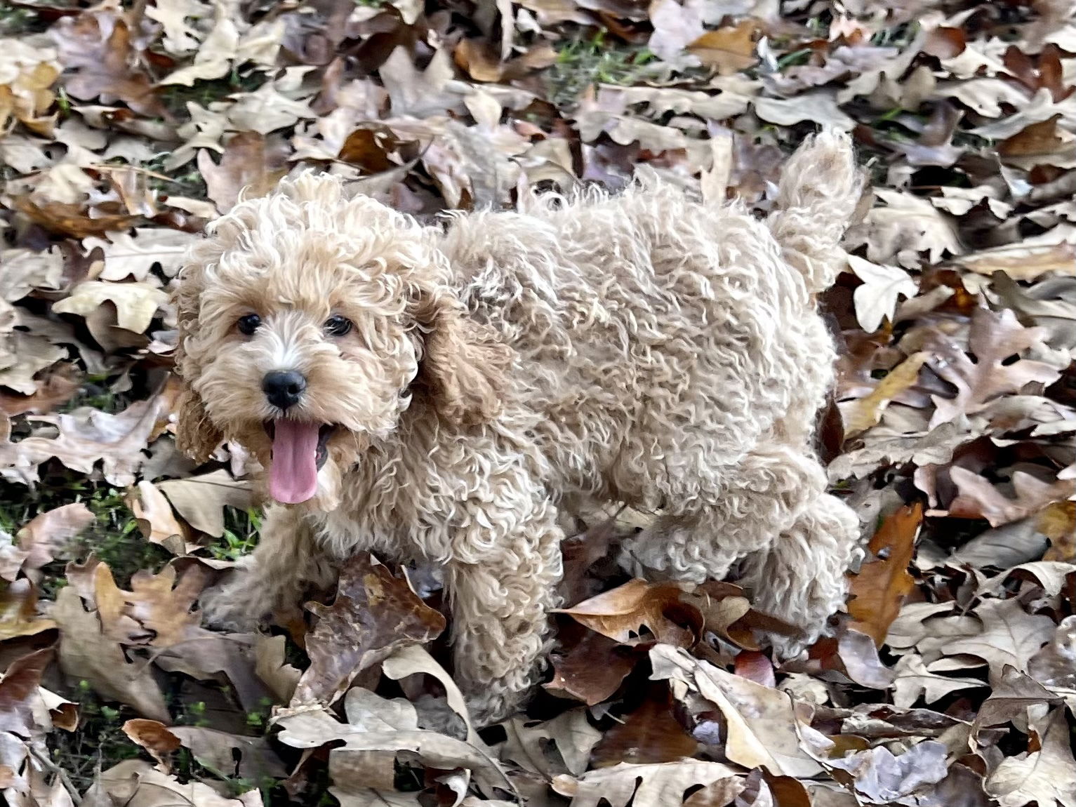 Cockapoo Breeder & Puppies For Sale | Attala County Cockapoos