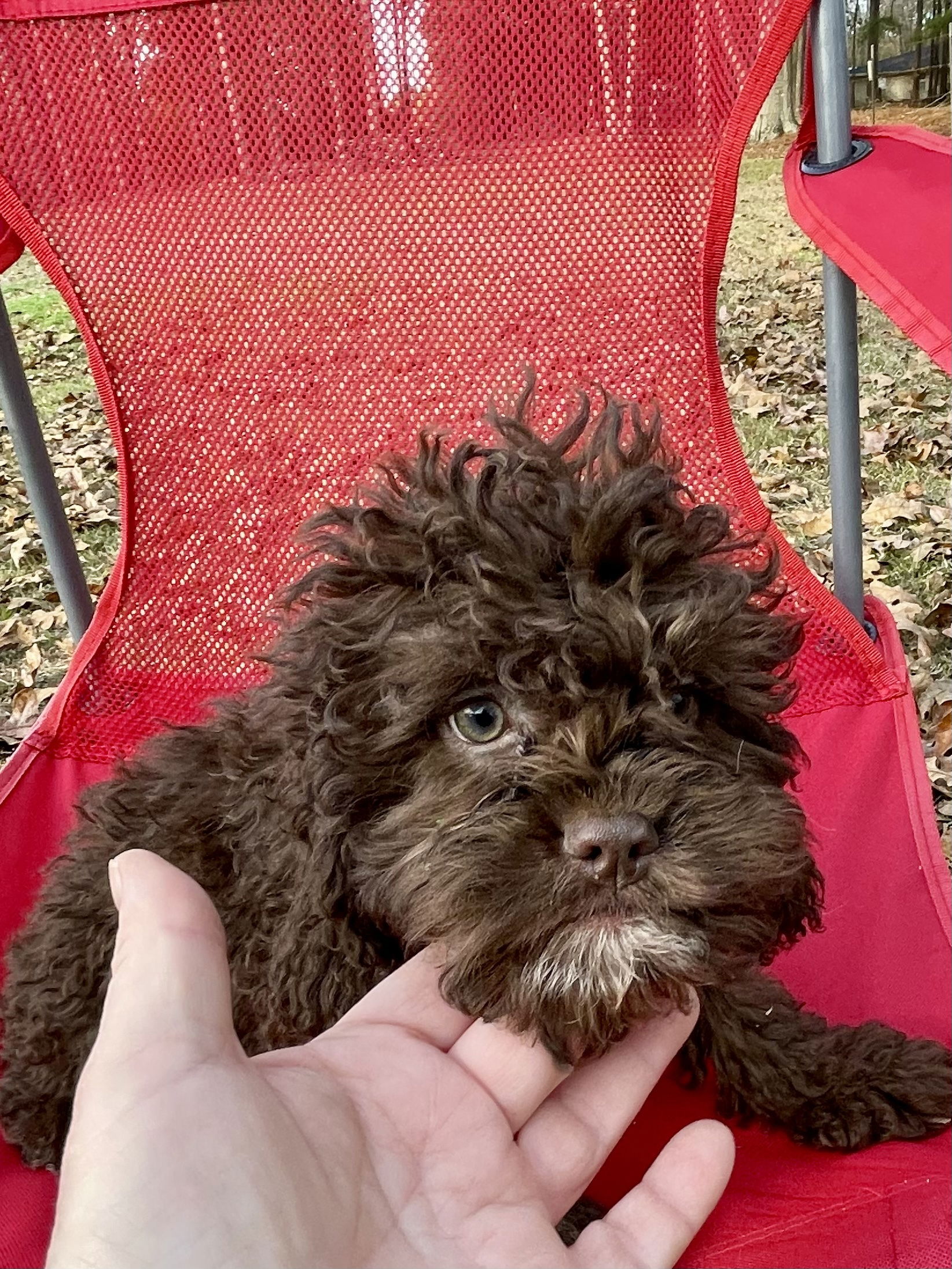 Cockapoo Breeder & Puppies For Sale | Attala County Cockapoos