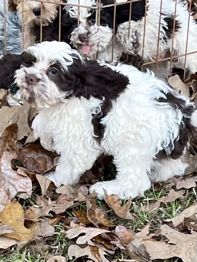 Cockapoo Breeder And Puppies For Sale Attala County Cockapoos