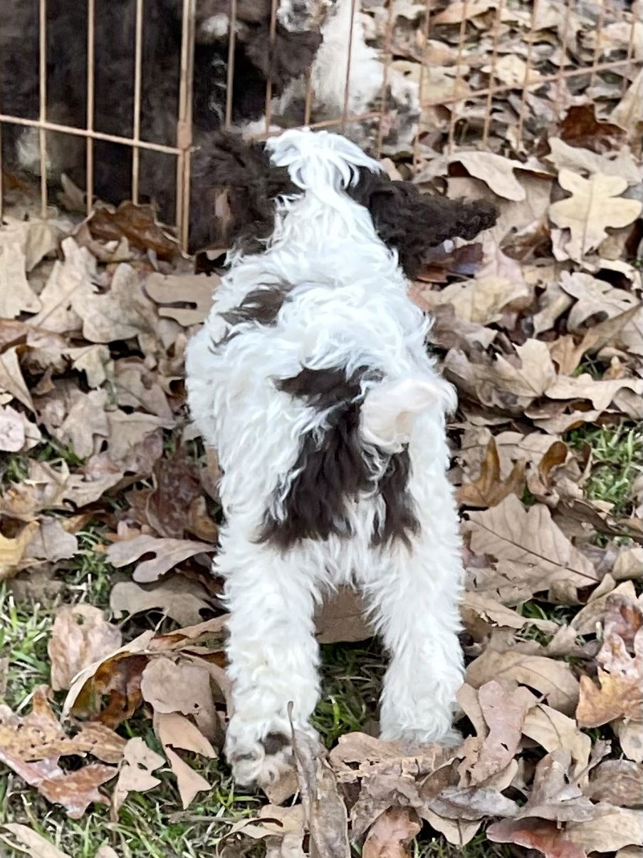 Cockapoo Breeder & Puppies For Sale | Attala County Cockapoos