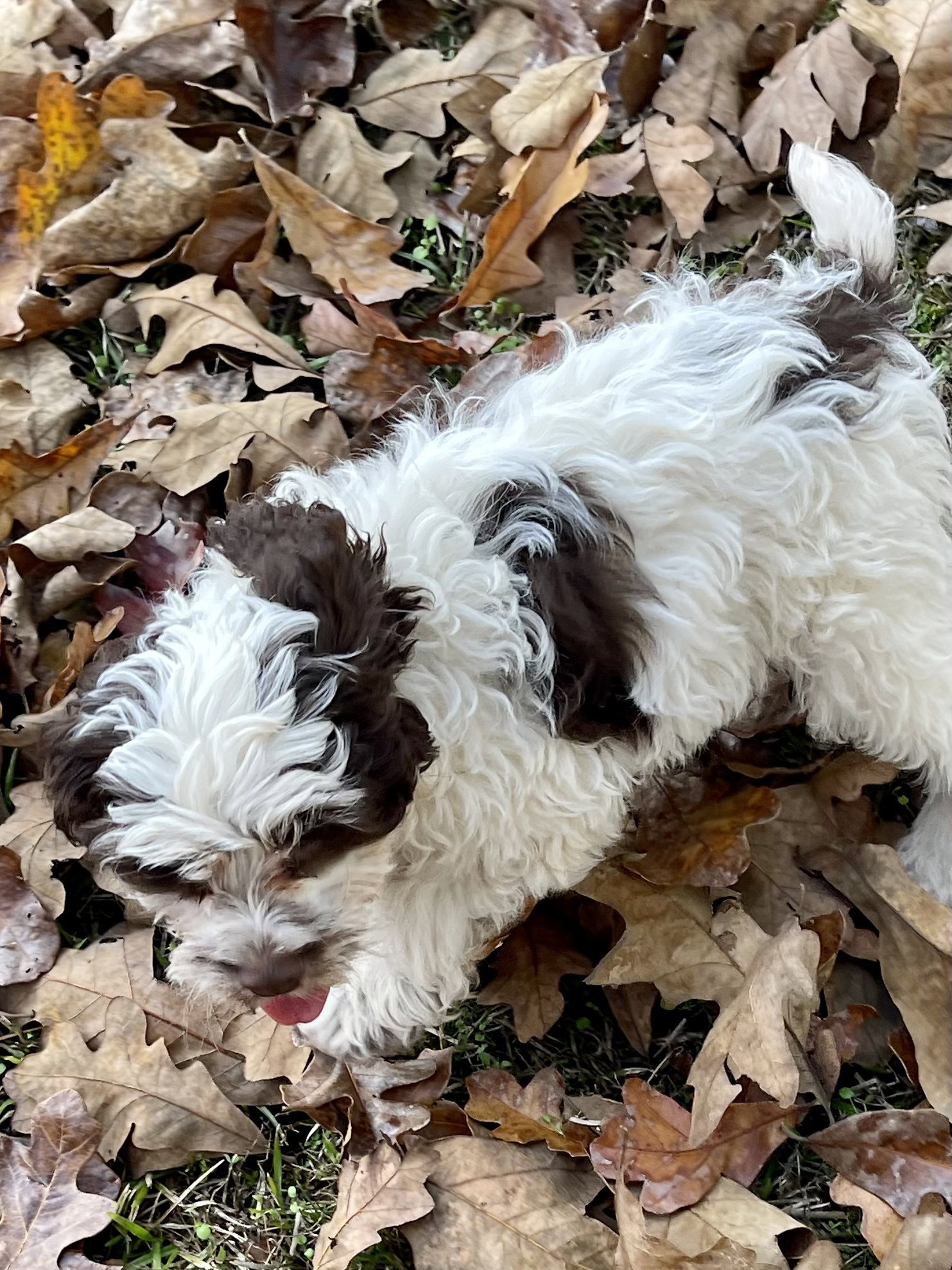 Cockapoo Breeder & Puppies For Sale | Attala County Cockapoos