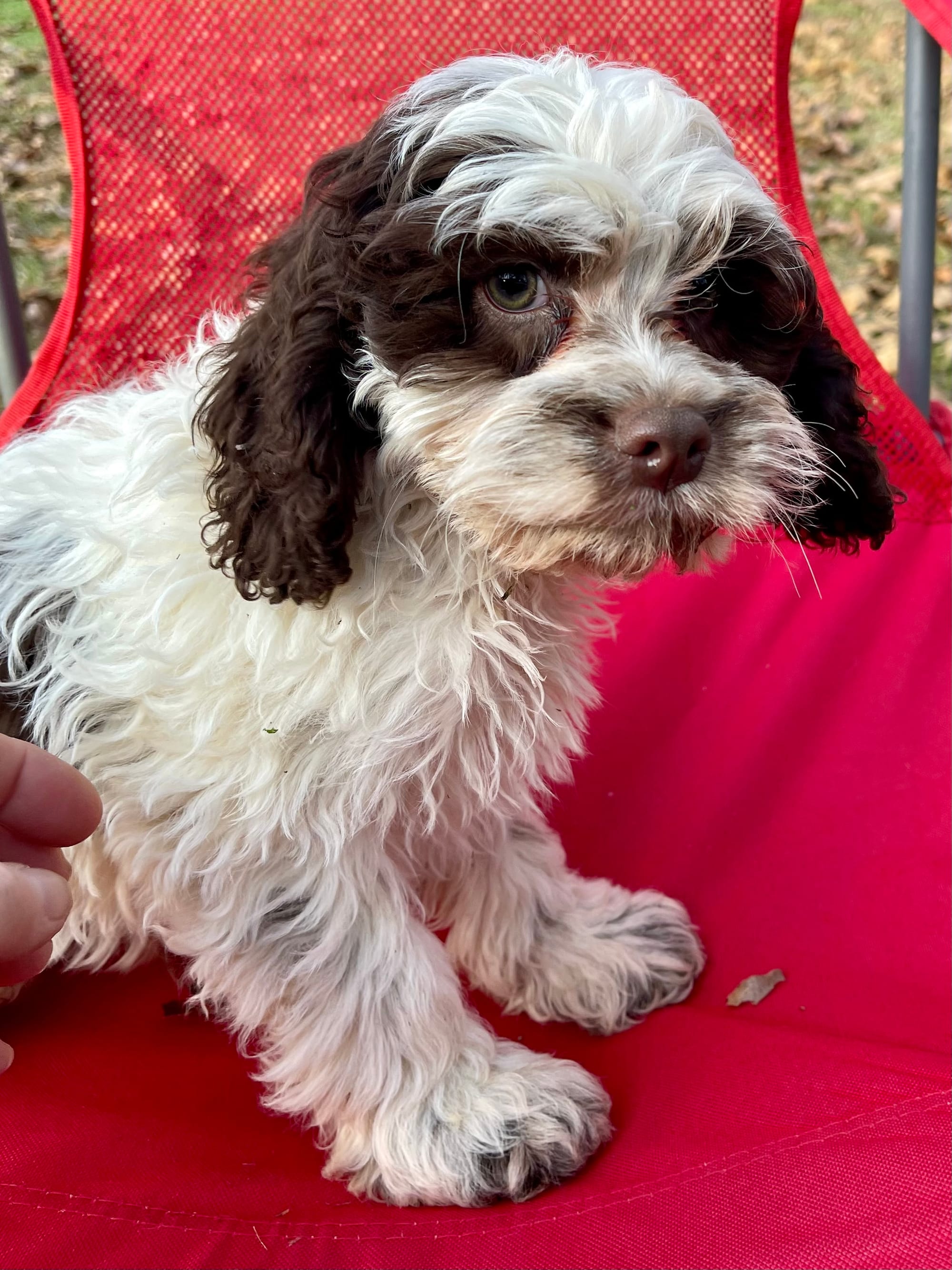 Cockapoo Breeder & Puppies For Sale | Attala County Cockapoos