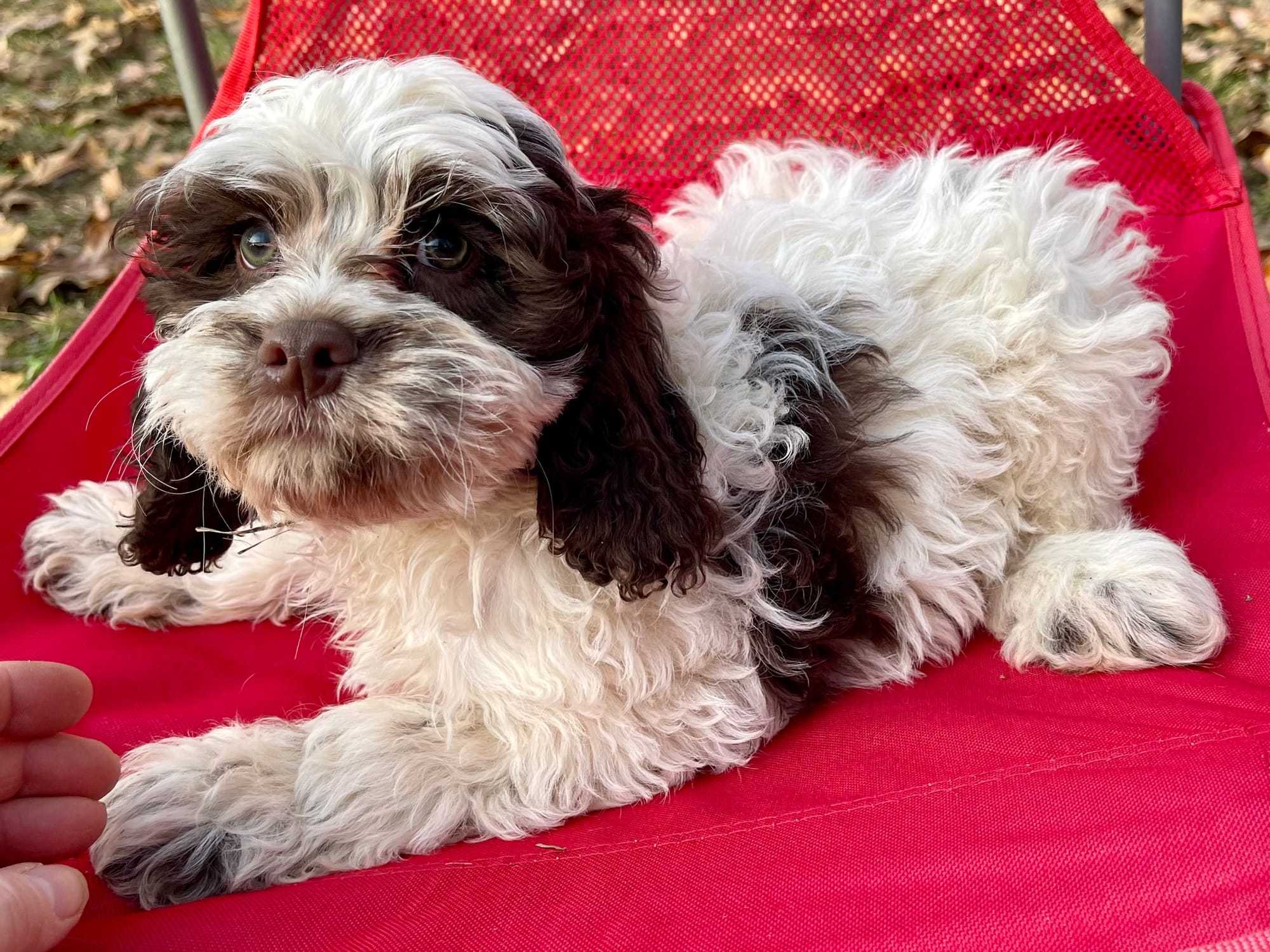 Cockapoo Breeder & Puppies For Sale | Attala County Cockapoos