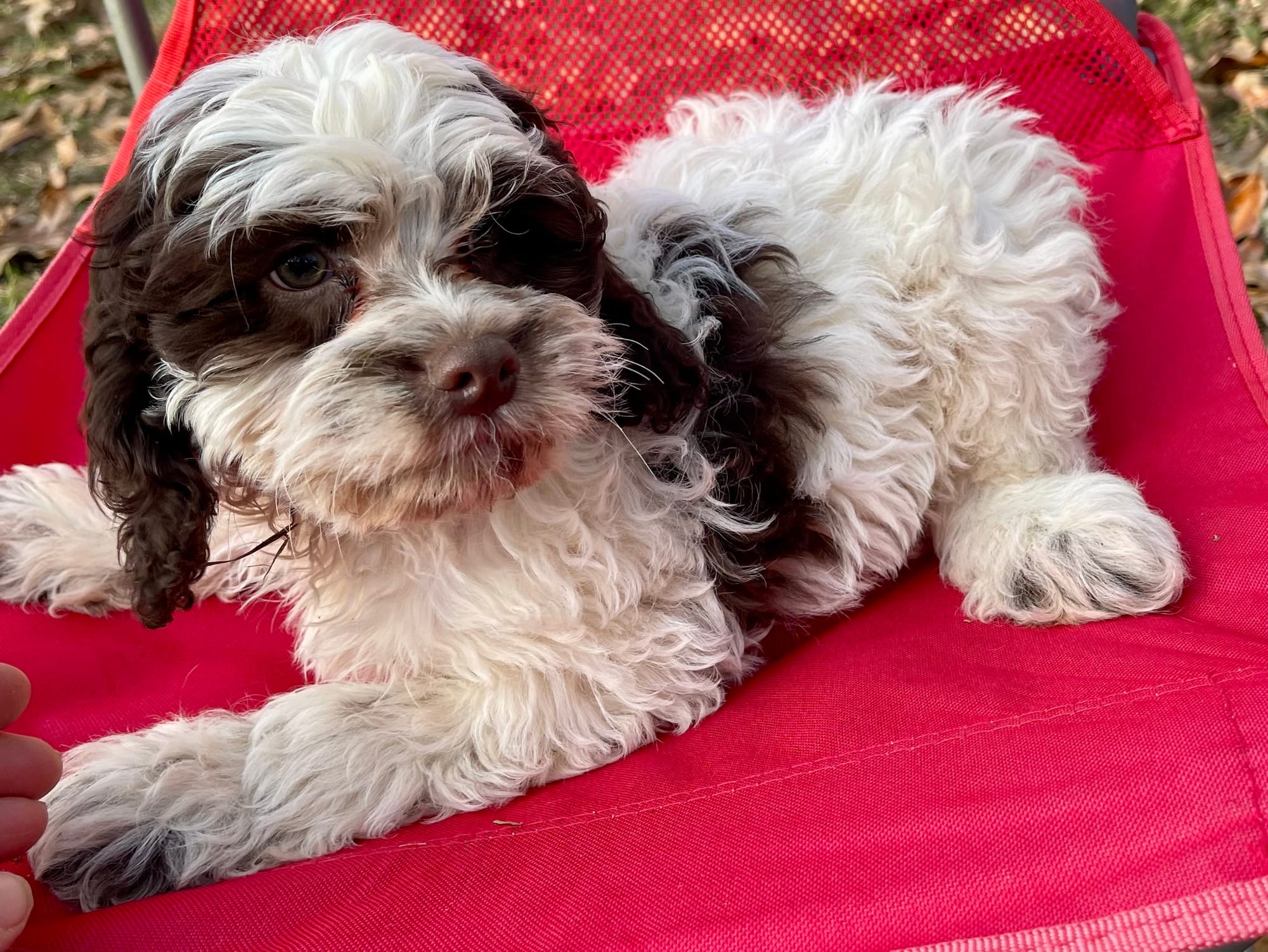 Cockapoo Breeder & Puppies For Sale | Attala County Cockapoos