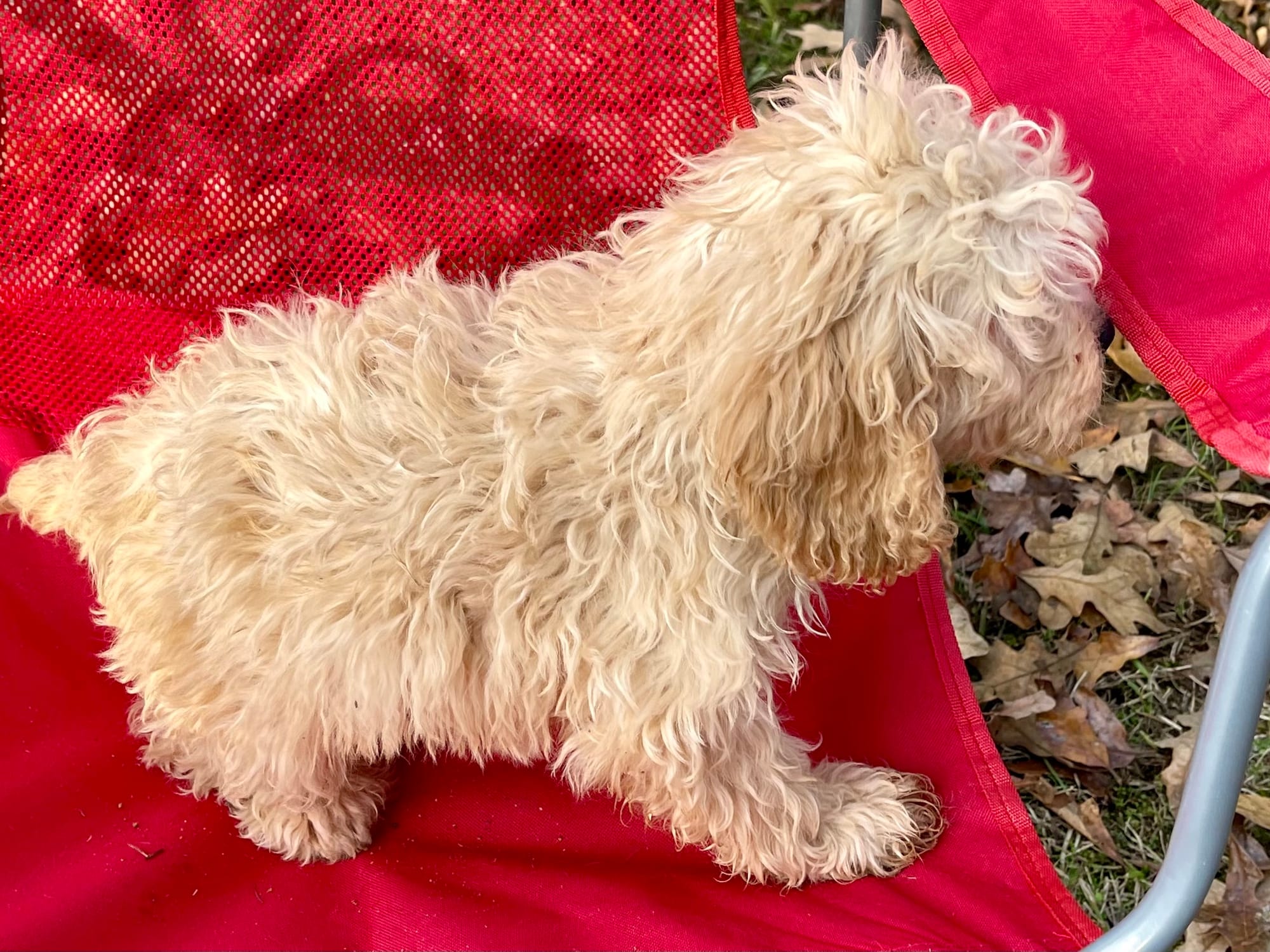 Cockapoo Breeder & Puppies For Sale | Attala County Cockapoos