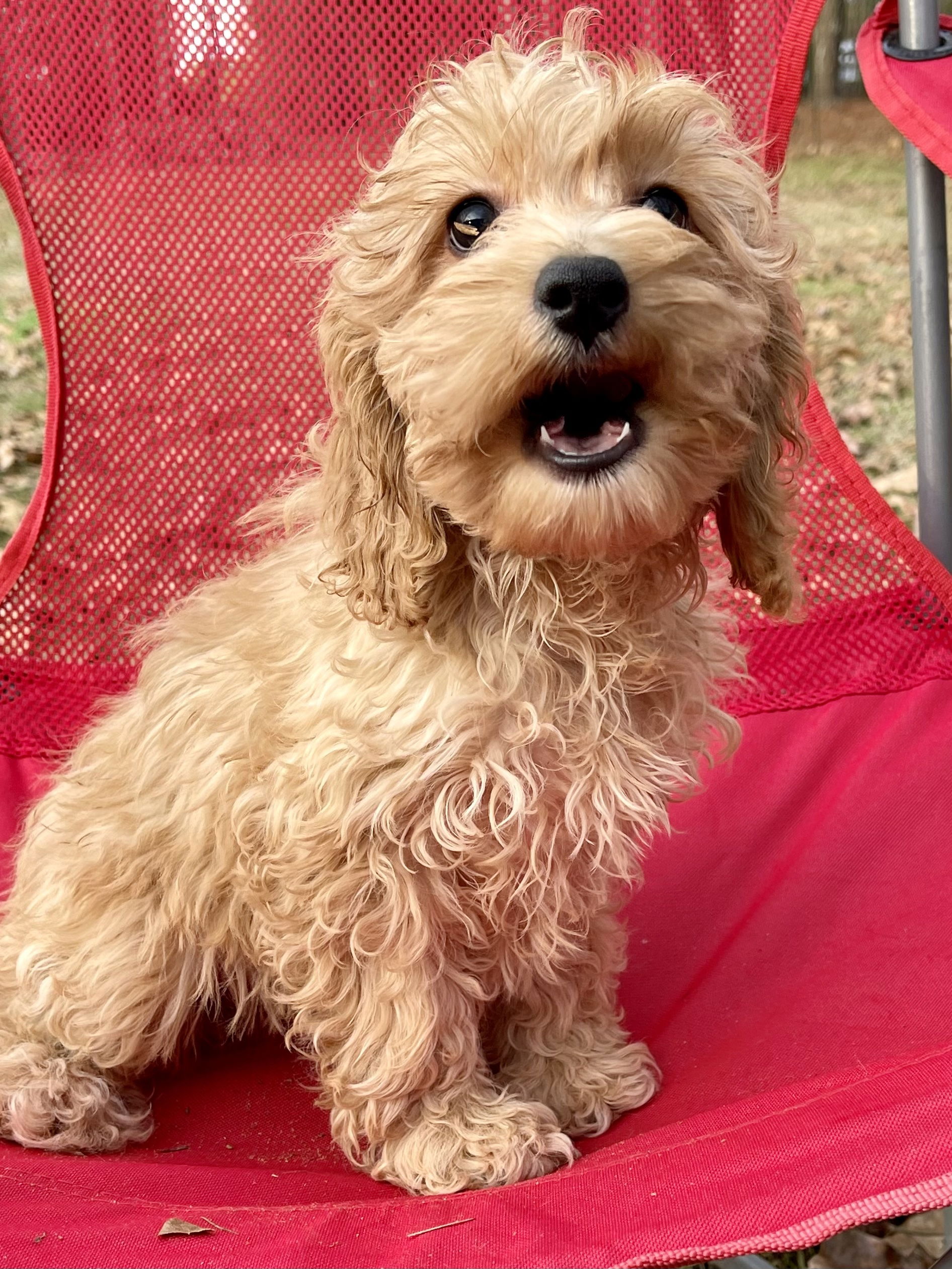 Cockapoo Breeder & Puppies For Sale | Attala County Cockapoos