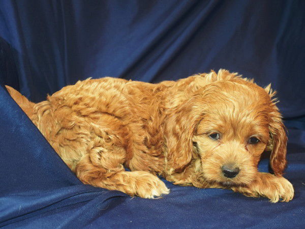 Cockapoo Breeder & Puppies For Sale | Attala County Cockapoos