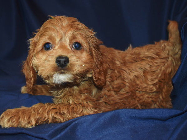 Cockapoo Breeder & Puppies For Sale | Attala County Cockapoos