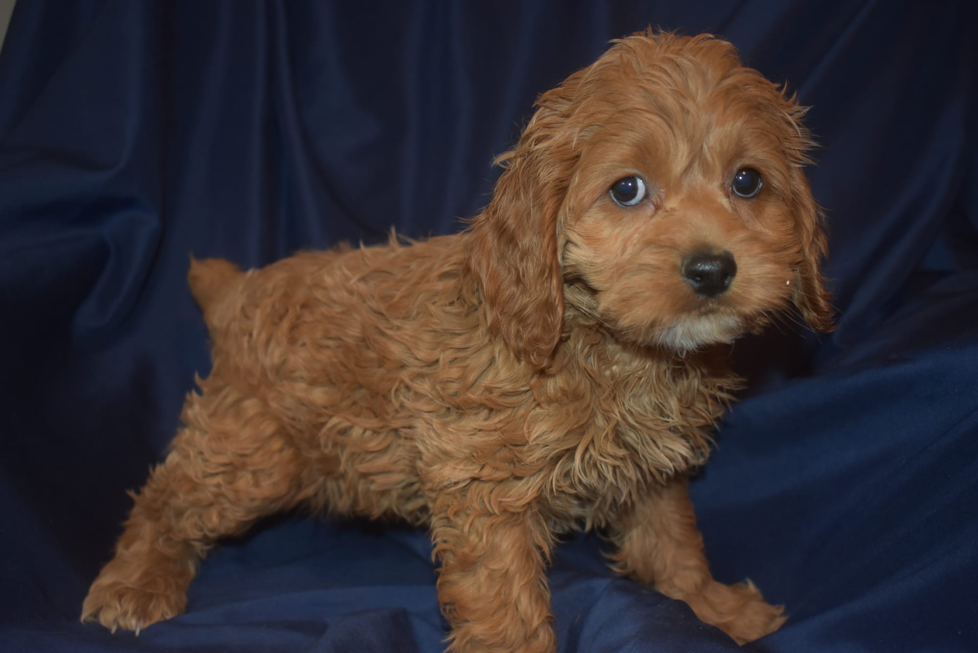 Cockapoo Breeder & Puppies For Sale | Attala County Cockapoos
