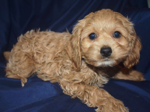 Cockapoo Breeder & Puppies For Sale | Attala County Cockapoos