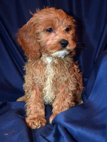 Cockapoo Breeder & Puppies For Sale | Attala County Cockapoos