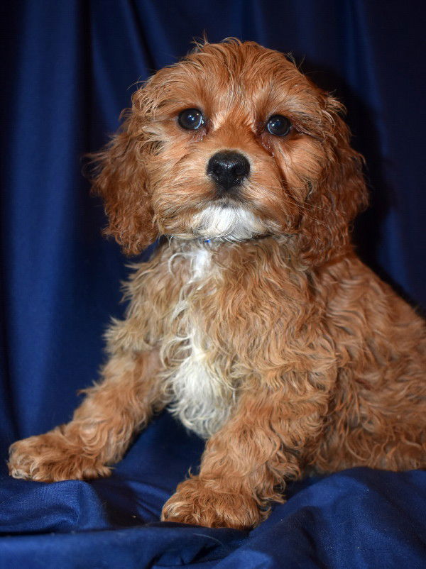 Cockapoo Breeder & Puppies For Sale | Attala County Cockapoos