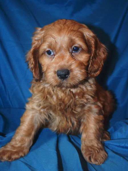 Cockapoo Breeder & Puppies For Sale | Attala County Cockapoos