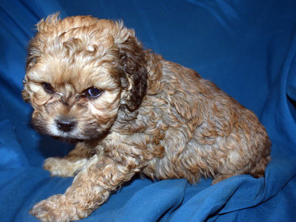 Cockapoo Breeder & Puppies For Sale | Attala County Cockapoos