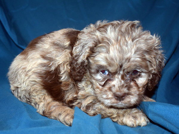 Cockapoo Breeder & Puppies For Sale | Attala County Cockapoos