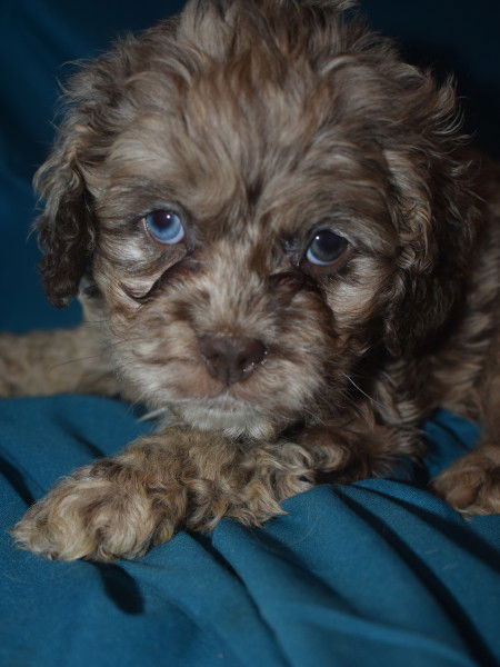 Cockapoo Breeder & Puppies For Sale | Attala County Cockapoos