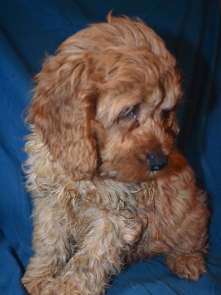 Cockapoo Breeder & Puppies For Sale | Attala County Cockapoos