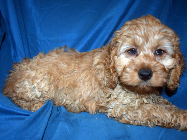 Cockapoo Breeder & Puppies For Sale | Attala County Cockapoos