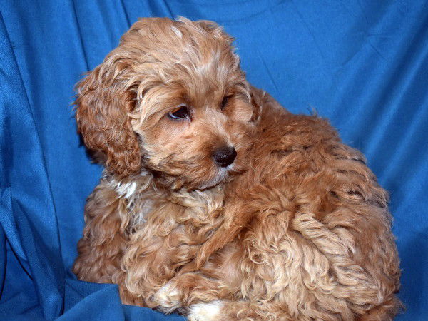 Cockapoo Breeder & Puppies For Sale | Attala County Cockapoos