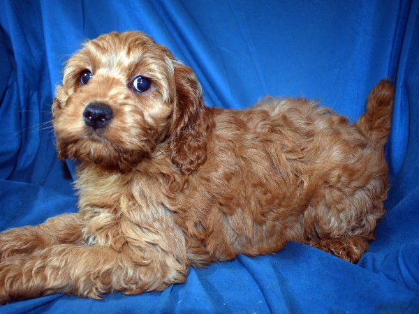 Cockapoo Breeder & Puppies For Sale | Attala County Cockapoos
