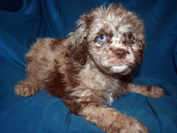 Cockapoo Breeder & Puppies For Sale | Attala County Cockapoos